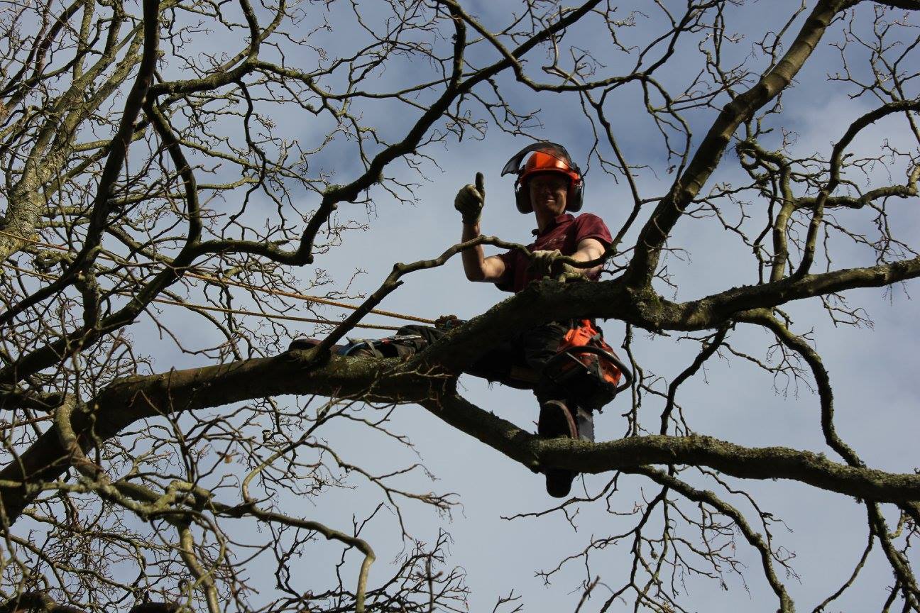 Treeple – The Tree People